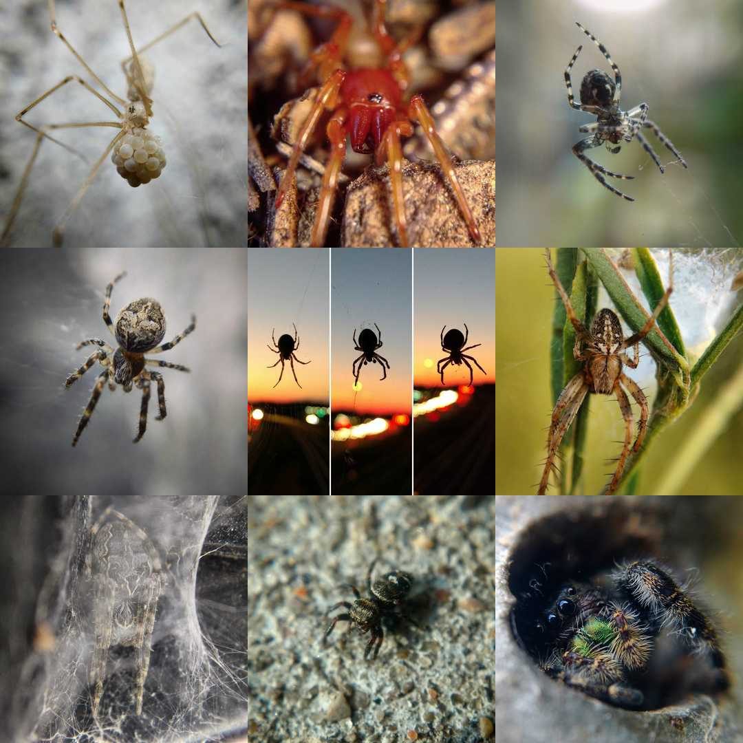 Spiders of Toronto: #2017bestnine – Neville Park