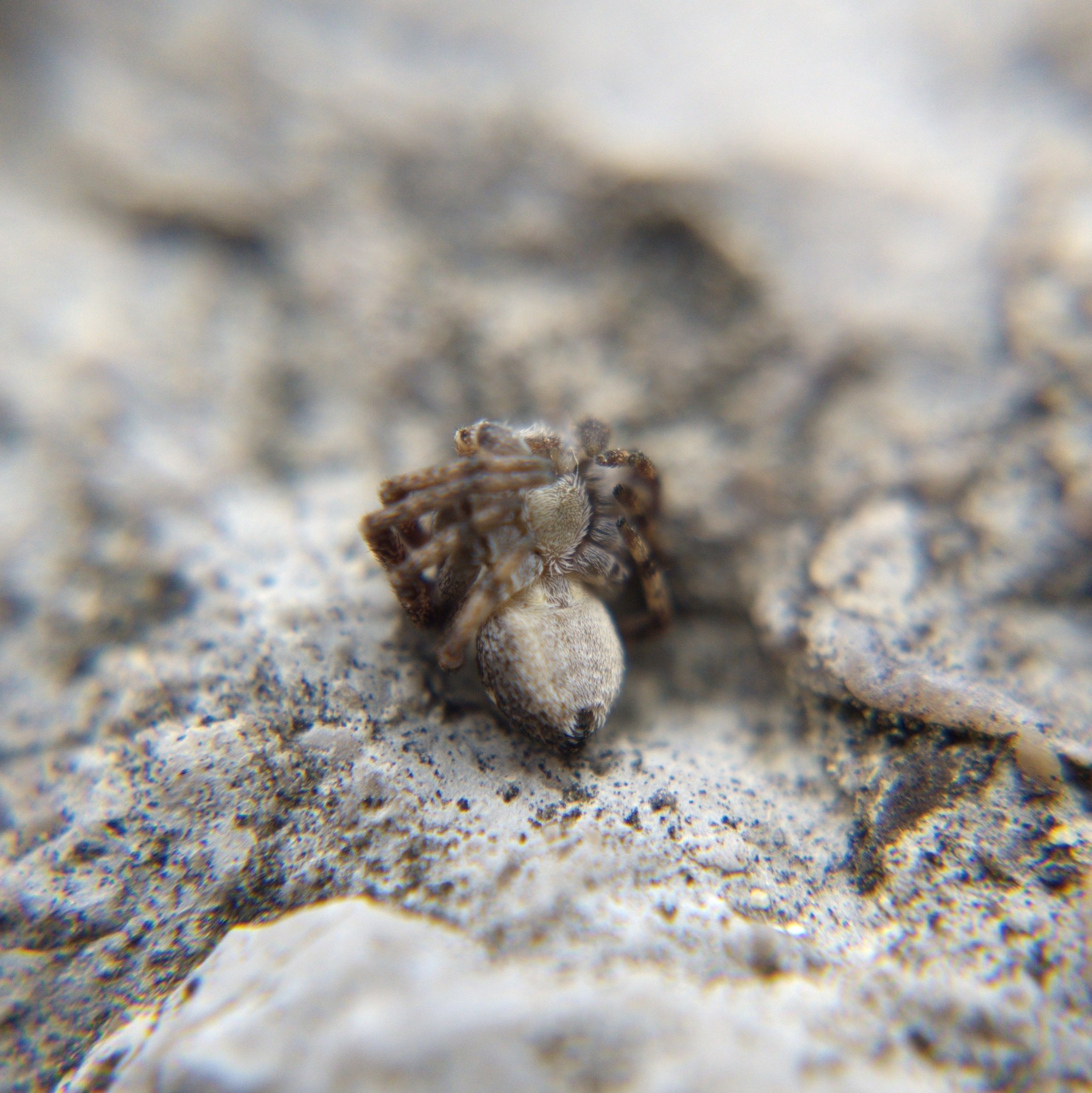 Field journal: More spiders in pinecones – Neville Park