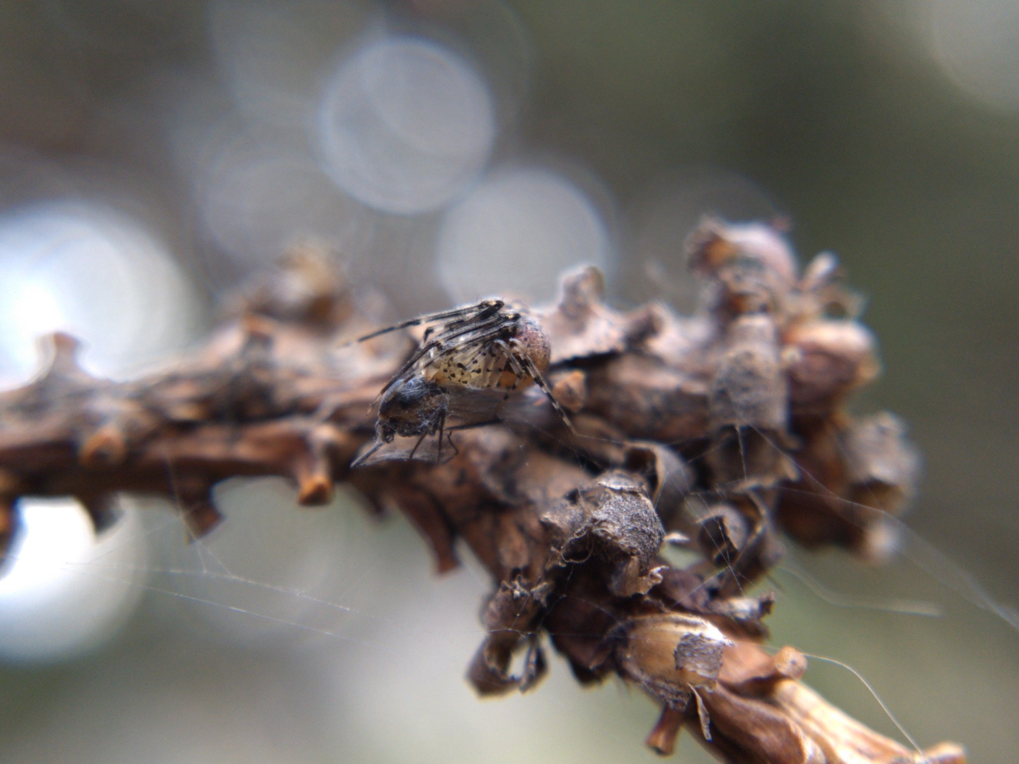 Field journal: First spiders of spring in Trinity-Bellwoods – Neville Park