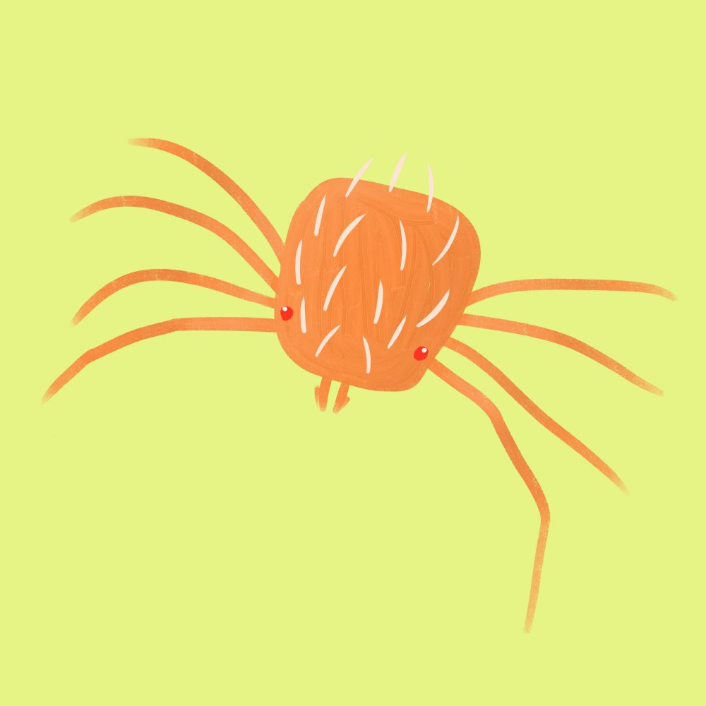 Know Your Little Red Mites: A Guide – Neville Park