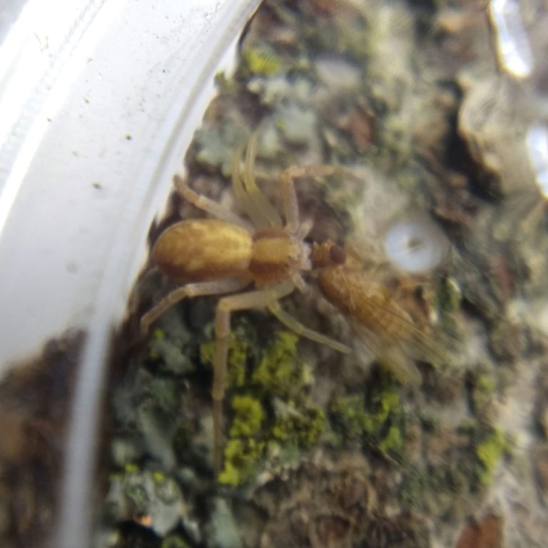I Can Put My Leg Back On You Can’t: How Spiders Regrow Limbs – Neville Park