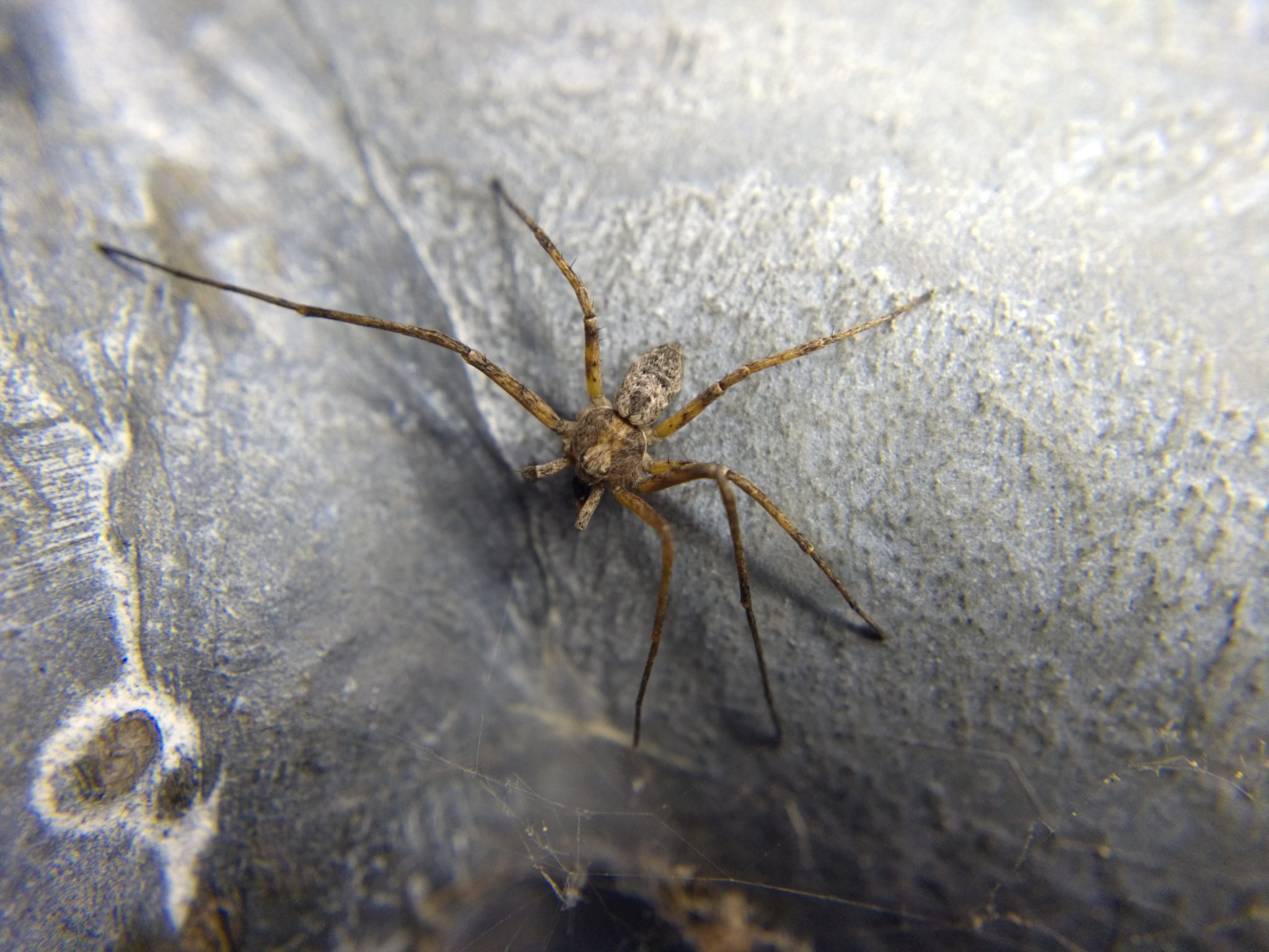 I Can Put My Leg Back On You Can’t: How Spiders Regrow Limbs – Neville Park