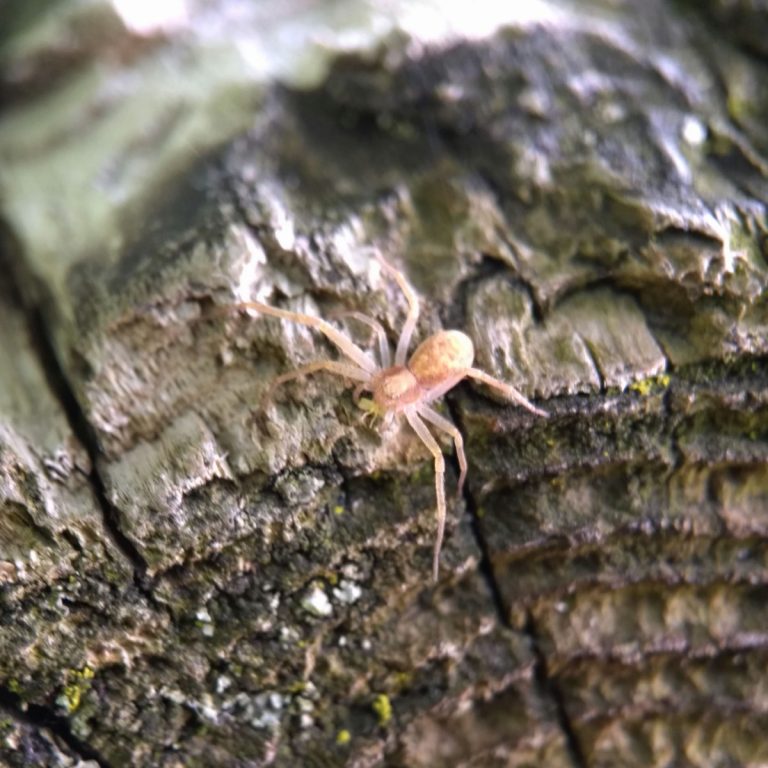 I Can Put My Leg Back On You Can’t: How Spiders Regrow Limbs – Neville Park